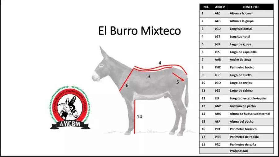 Mixteco burro, jenis kuldi Meksiko 100% anyar 40754_2