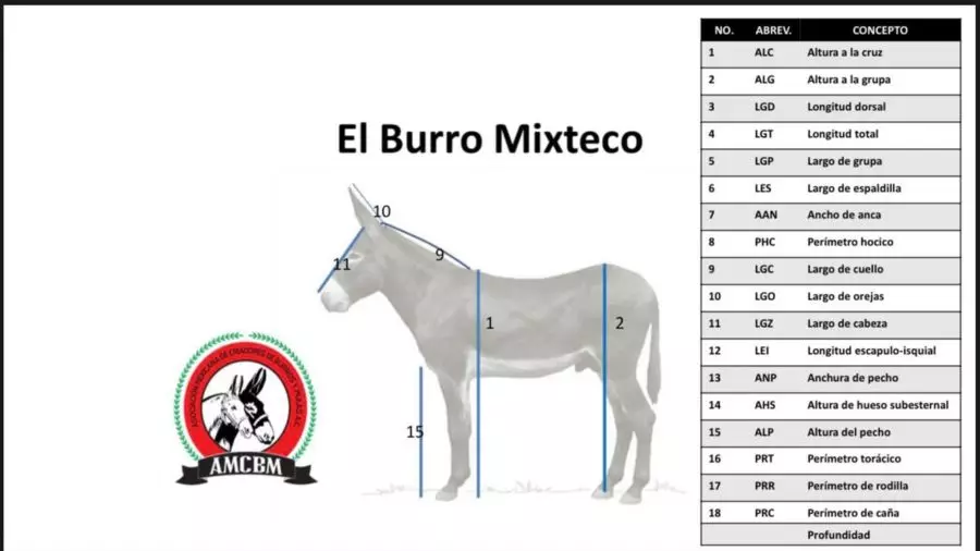 Mixteco burro, nové 100% mexické plemeno osla 40754_3