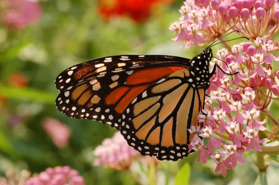 Ecatepec'in endemik kelebeğini kurtarmak için bir tozlayıcı bahçesi oluşturuyorlar 41002_2
