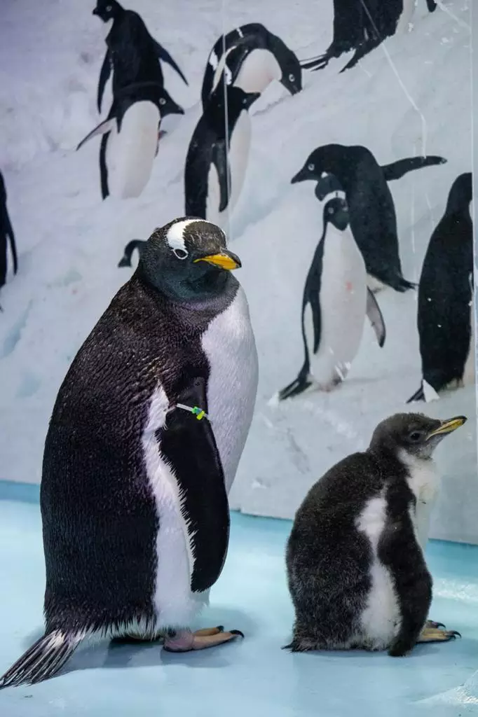 آیا پنگوئن ها در پلازا کارسو در CDMX راه می روند؟ 41389_2