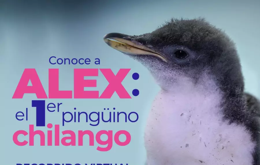 Alex, penguin pertama yang lahir di Mexico City