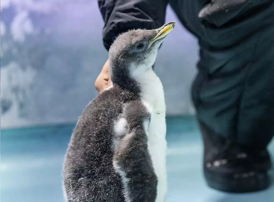 Alex, o primeiro pingüín nado na Cidade de México 41458_2