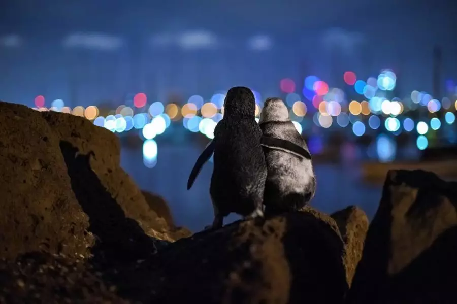 Alex, o primeiro pinguim nascido na Cidade do México 41458_3