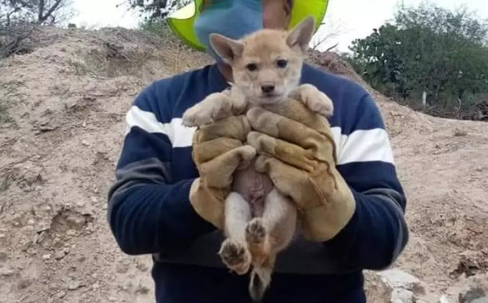 Tatlong baby coyote ang nailigtas mula sa tubo sa Guanajuato