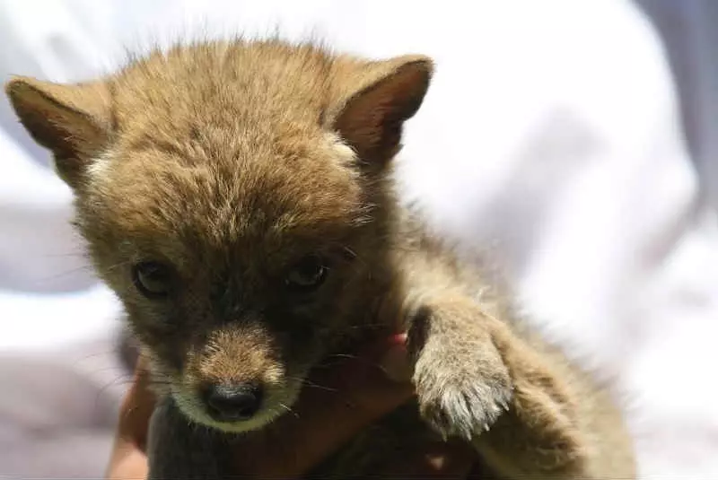 Tatlong baby coyote ang nailigtas mula sa tubo sa Guanajuato 41570_2