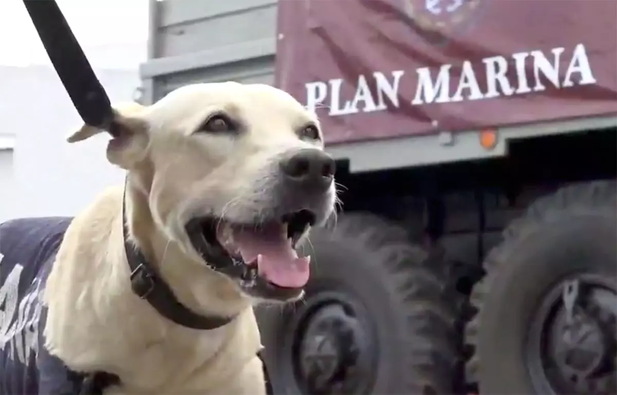 Video: Marina adopterer hund reddet i Tabasco-floden