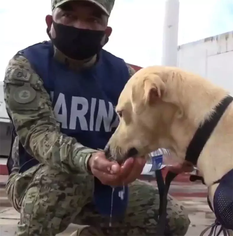 Видео: Марина усыновила собаку, спасенную во время наводнения в Табаско 41658_2