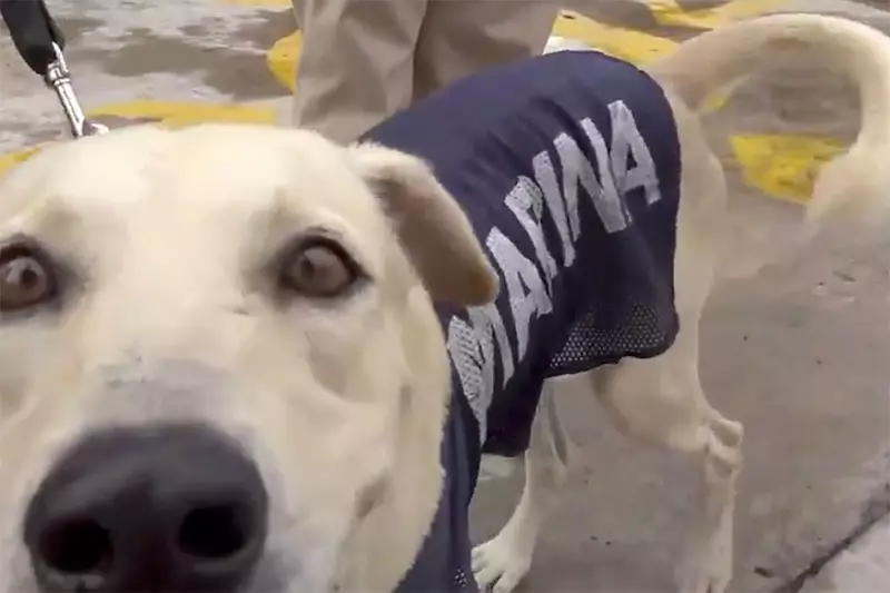 Video: Marina adopteert hond die is gered in de overstroming van Tabasco 41658_3