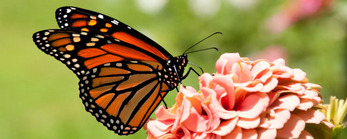 Ας σώσουμε την πεταλούδα Monarch και το οικοσύστημά μας fifu