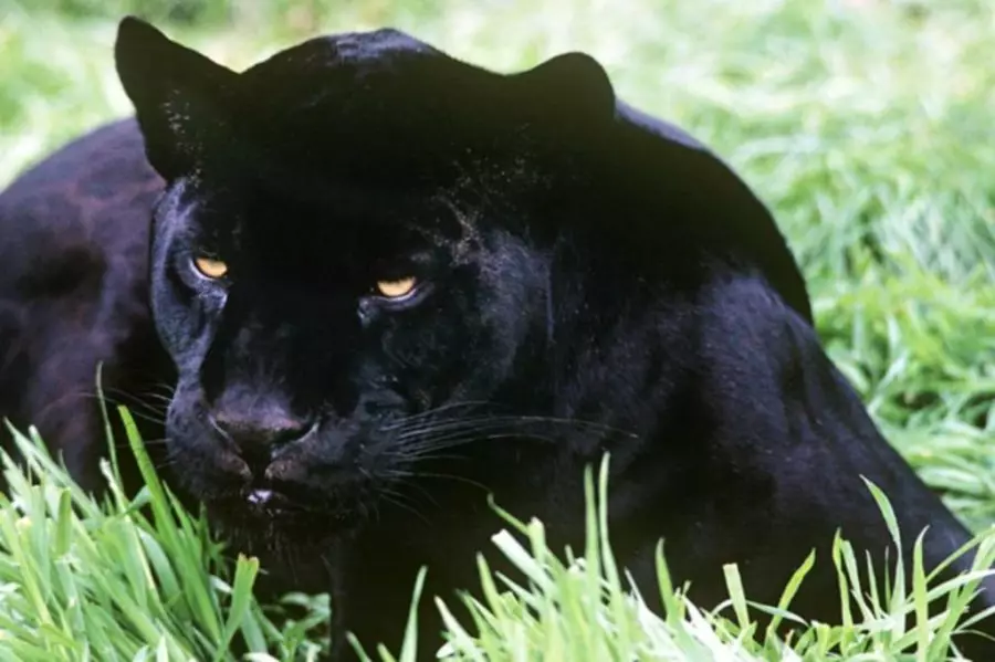 Pasgeboren zwarte jaguar gepresenteerd in Mérida, Yucatán 41732_2