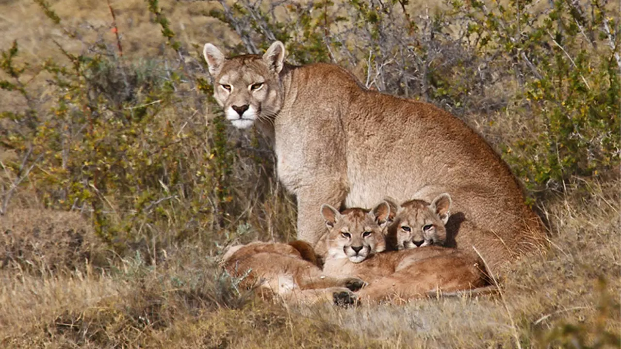 Puma jinqatel minn qtugħ illegali fl-Istat tal-Messiku