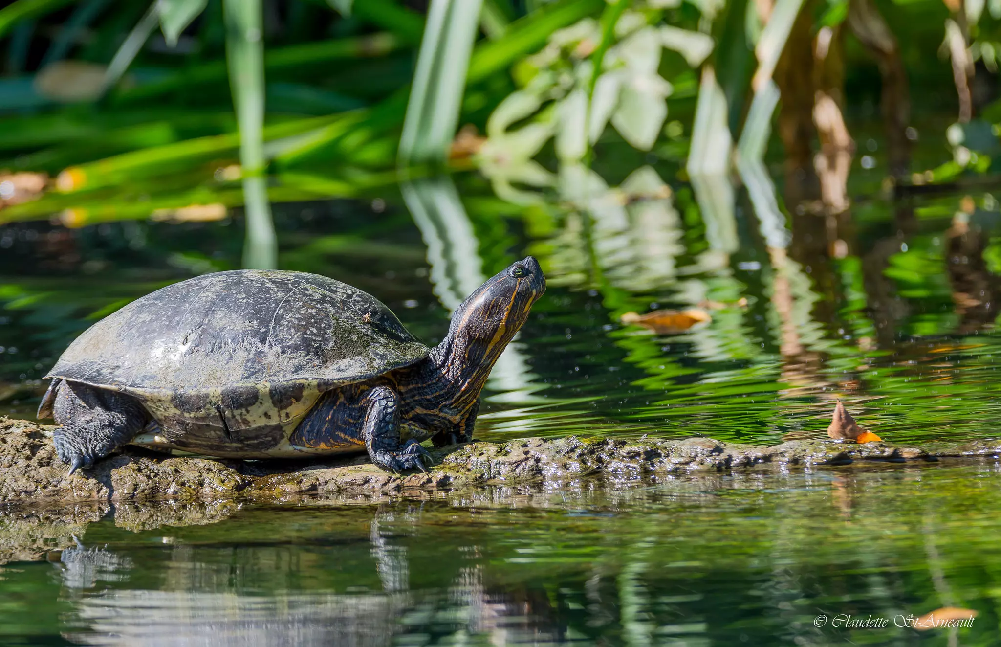 La Tovara, Nayarit, ລາຄາ ແລະໂຮງແຮມ