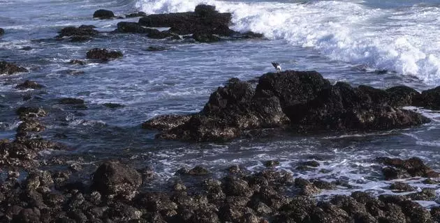 Di nav deryayek kevn de perestgehên nû dimeşin. (California Jêrîn)