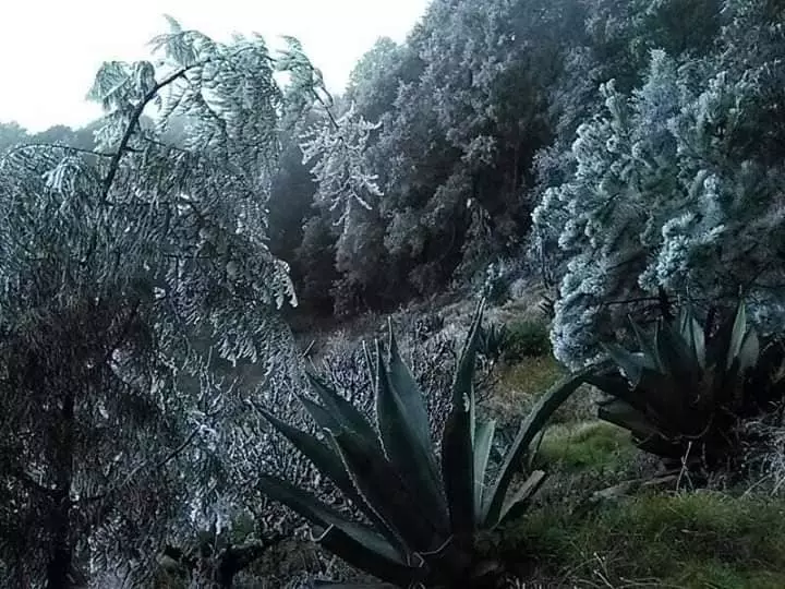 La première neige tombe à Pinal de Amoles 42051_2