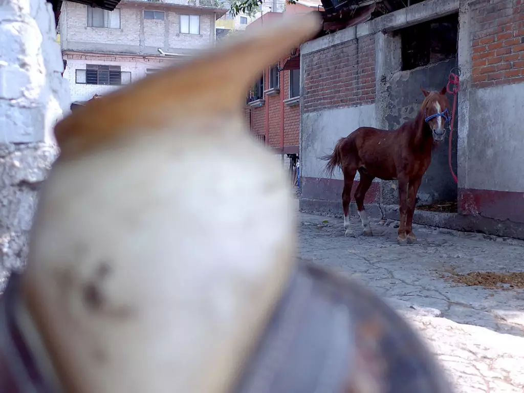 Rehabilitación con caballos en CDMX 42157_4