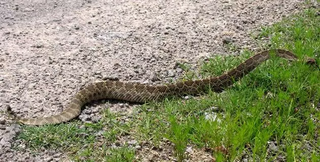 Kuseri kwa phiri laling'ono la rattlesnake Coahuila, Nuevo León