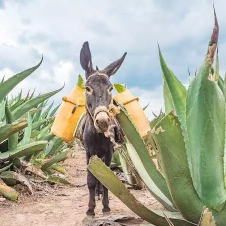 La saison des lucioles est annulée à Tlaxcala 42314_4