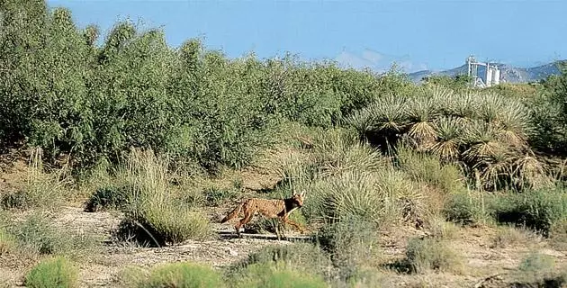 Trys dykumos istorijos (Chihuahua-Coahuila)