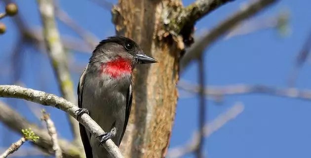 Toh Bird Festival, yon toune diferan nan Yucatan fifu