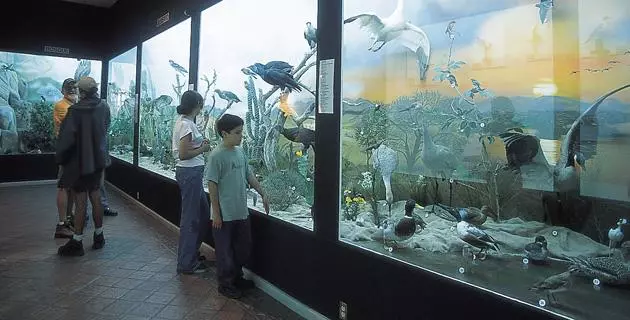 Mehhiko lindude muuseum (Coahuila)