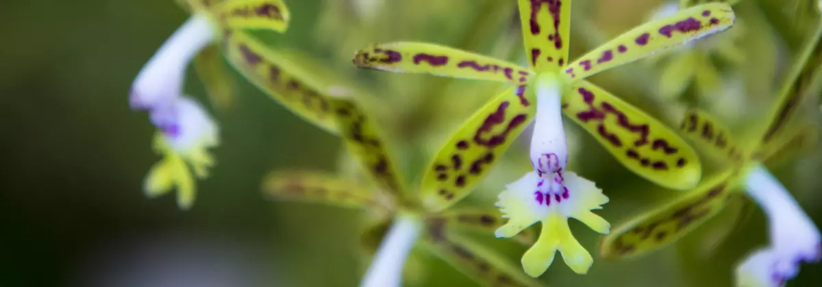 Ubuhanzi bwa Orchide bugera mu nzu ndangamurage ya Franz Mayer fifu