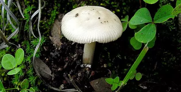 Een grote onbekende: de fifu-paddenstoel