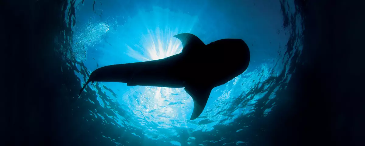 5 soorten die onder de wateren van de Caribische fifu . leven