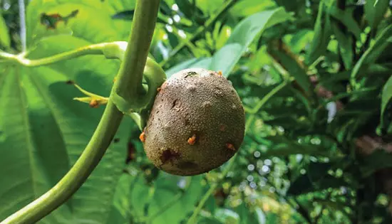 അജ്ഞാത മെക്സിക്കോ