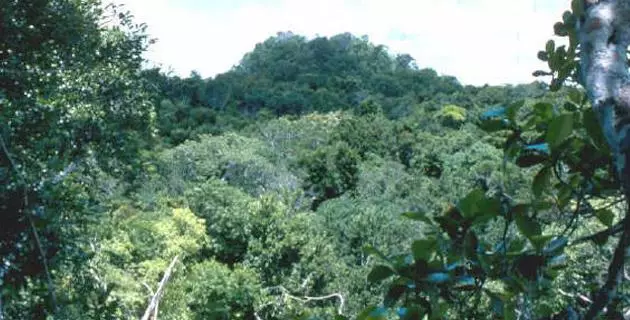 Ecology thiab kab lis kev cai hauv cheeb tsam ntawm Río Bec (Campeche) fifu