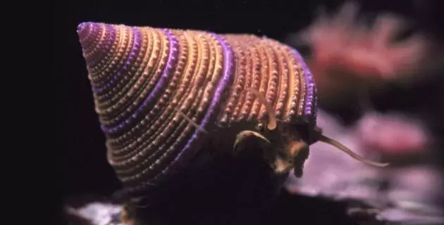 Морски полжави, уметнички дела на природата