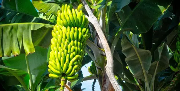 Bananas, atogrąžų fifu skonis