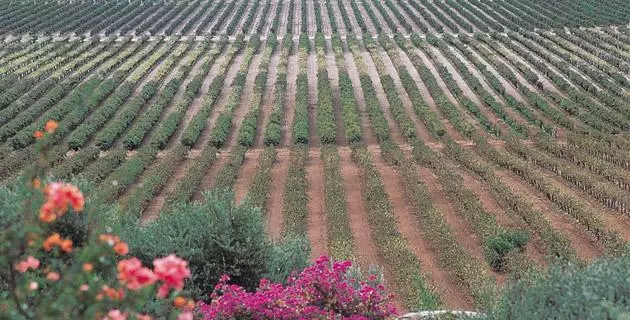 Das andere Valle de Guadalupe, Land der Träume in Baja California Fifu