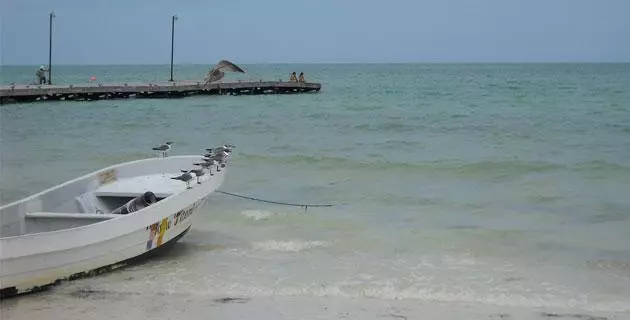 Holbox: Sehlekehleke sa batšoasi ba litlhapi se Quintana Roo fifu