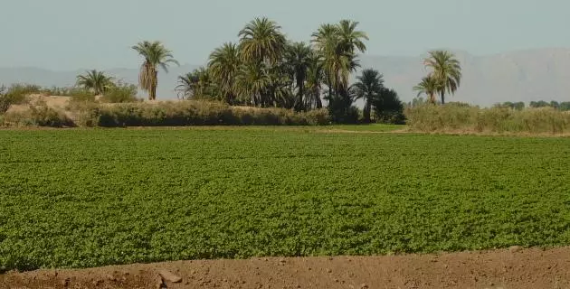 Mexicali-dalurinn og bómullarframleiðsla (Baja California) fifu