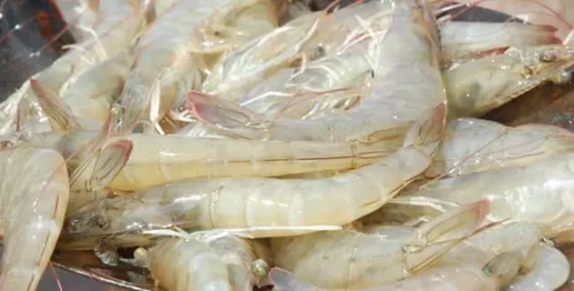 Penanaman artisanal udang putih di Sinaloa fifu