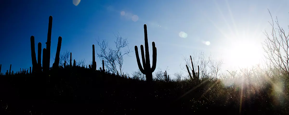 O deserto de Sonora: um mundo vivo mesmo que não pareça! fifu