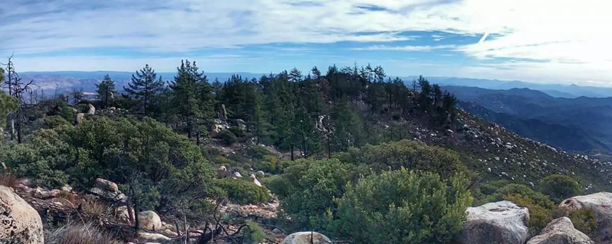 Vaomatua o le Attenuatas, e sili atu le va'ai Ensenada fifu