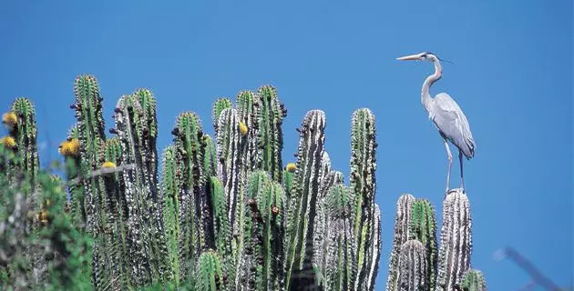 Цайкапан: Мексикийн хойд хэсэгт орших амрагийн диваажин (Синалоа)