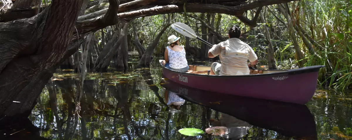 Yum Balam, leumpang diantara mangrove of Quintana Roo fifu