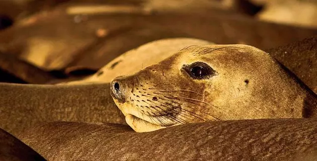 Mae trigolion Isla Guadalupe fifu