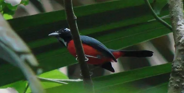 Algunhas aves de México