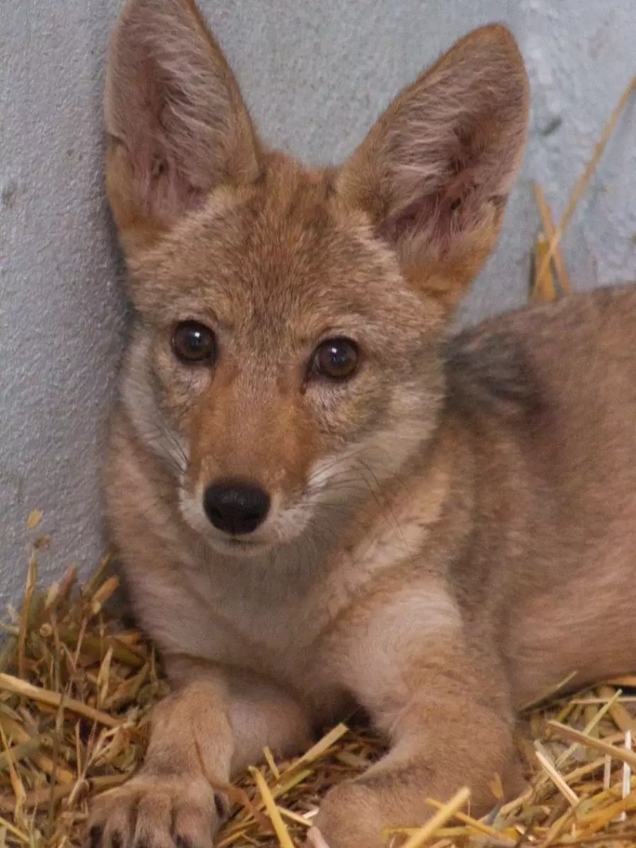 Fin heureuse pour le bébé coyotita situé dans les rues de CDMX 7264_2