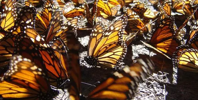 Monarch Butterfly Sanctuaries Mexico