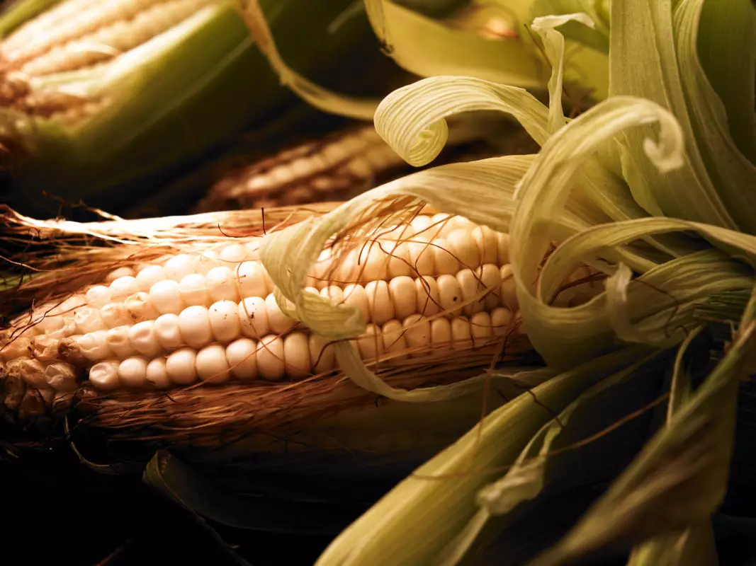 Afrit-af-Corn-of-Tehuacán