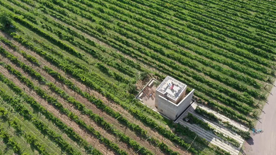 Vineyard Panoramic