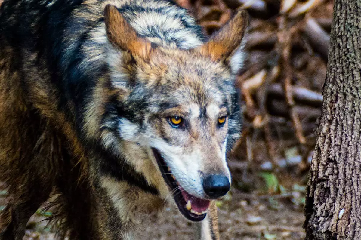המגוון הביולוגי המקסיקני חוגג: הזאב המקסיקני עוזב את רשימת המינים שנכחדו