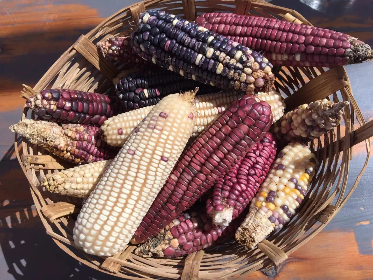 Tierra de Maíces, qarğıdalının 60 növünü göstərən sərgi - Meksika Naməlum