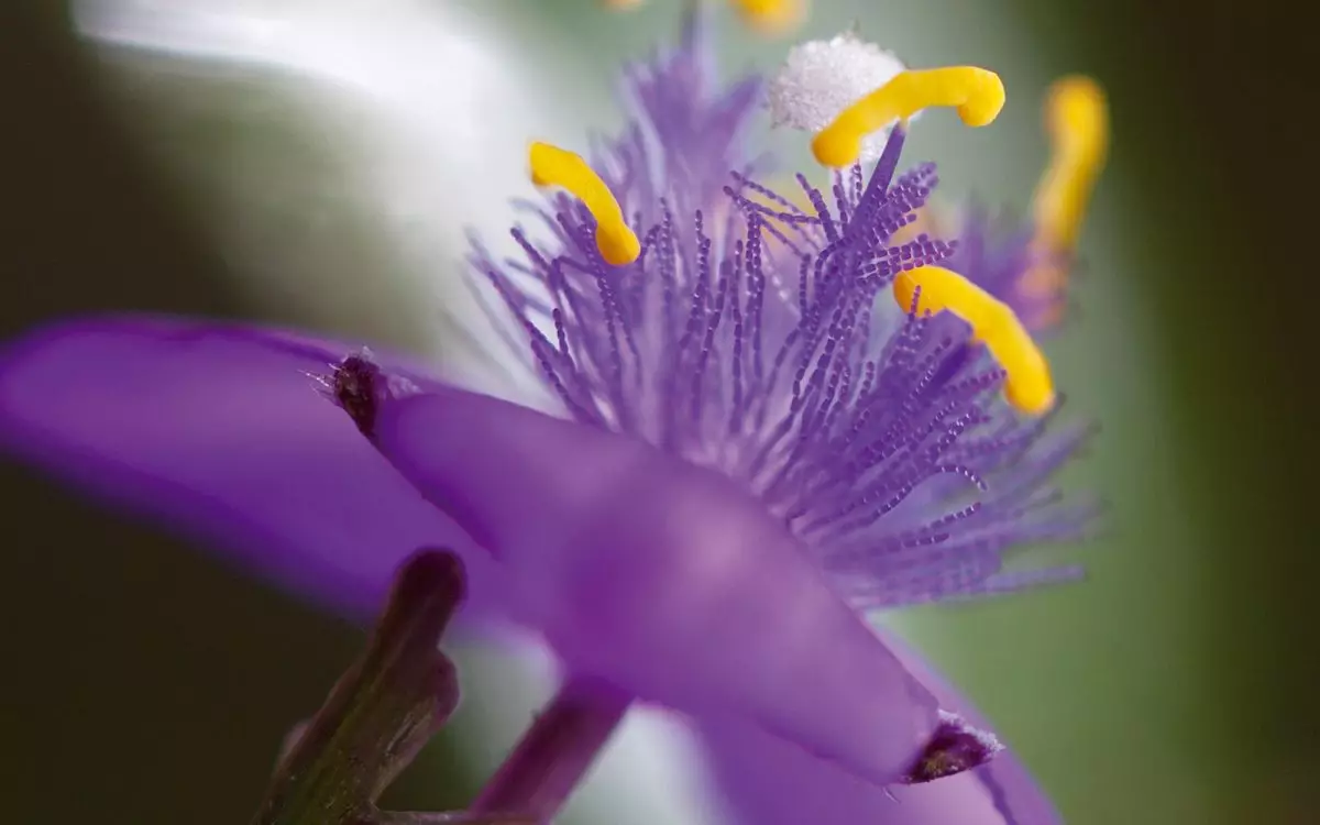 Vårblommor