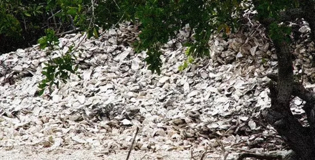 Le Calon. Une pyramide faite de coquillages (Sinaloa)