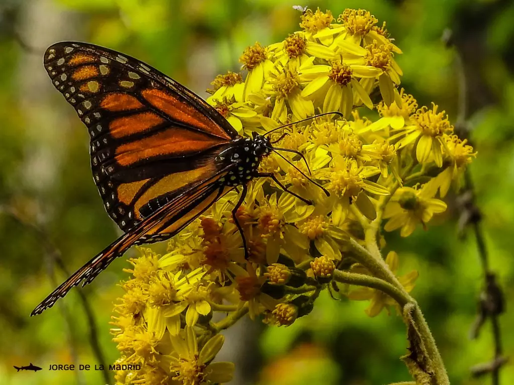 Sanktuaria motyli monarcha otwarte w listopadzie w Michoacán 8126_3